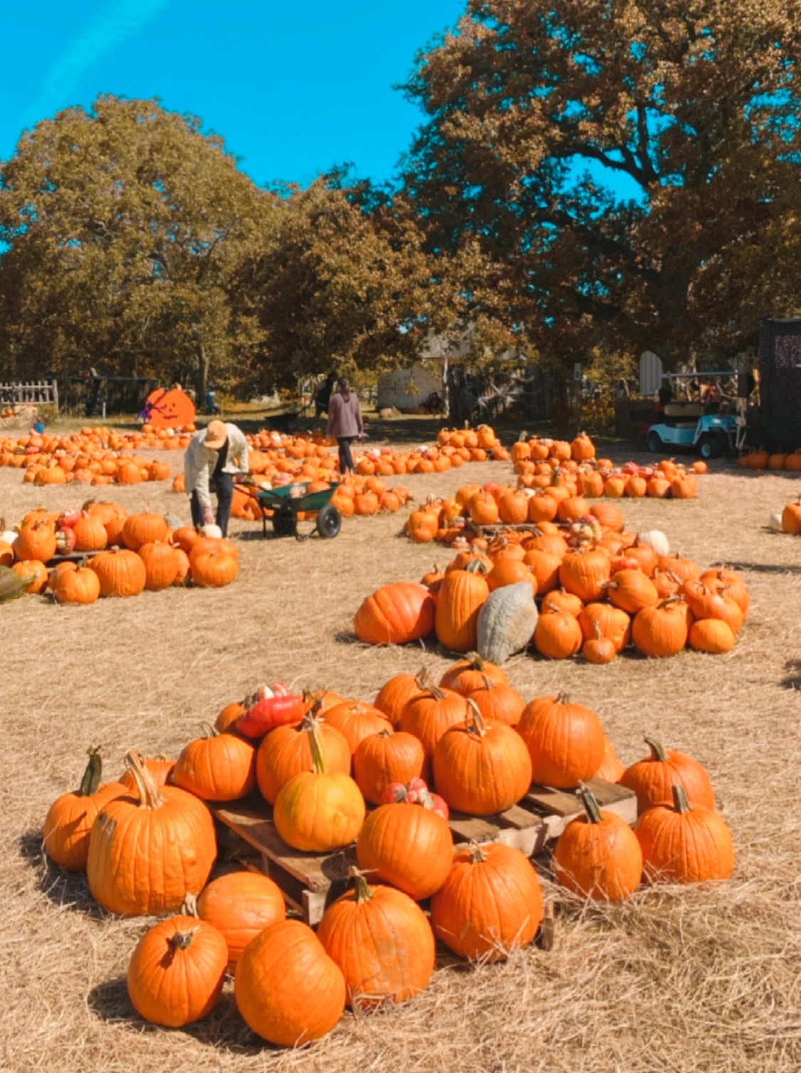 My Autumn Bucket List In Austin - So Much Life